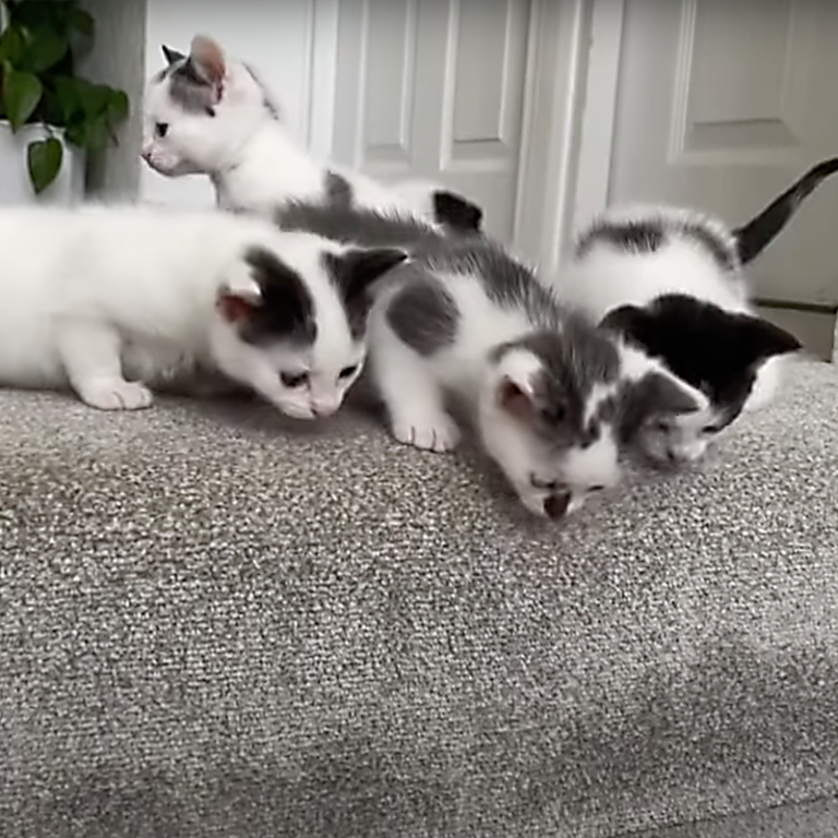 Kittens Discovering the Stairs for the First Time