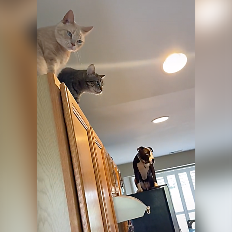 Cat Owners Adopted Mako the Pit Bull, Discover He Believes He's a Cat