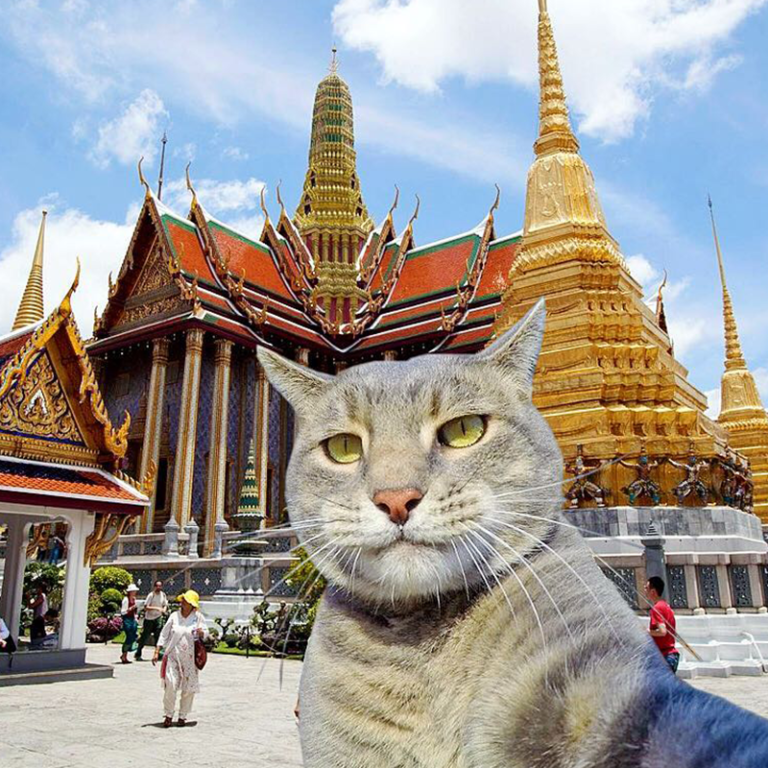 Manny The Selfie Cat and His Selfiecat Security