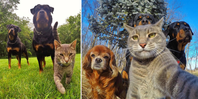 Manny The Selfie Cat and His Selfiecat Security