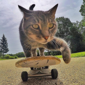 Manny The Selfie Cat and His Selfiecat Security