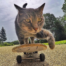Manny The Selfie Cat and His Selfiecat Security