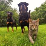 Manny The Selfie Cat and His Selfiecat Security
