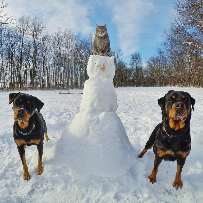 Manny The Selfie Cat and His Selfiecat Security