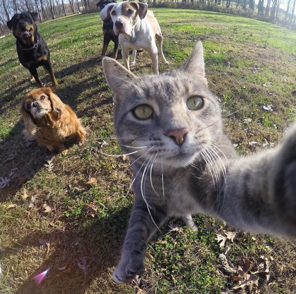 Manny The Selfie Cat and His Selfiecat Security