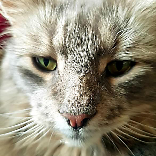 Woman Spots Ozzy, a Cat Missing 13 Years, While Scrolling Social Media