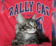 Rally Cat: How an Ordinary Kitten Became a Baseball Legend