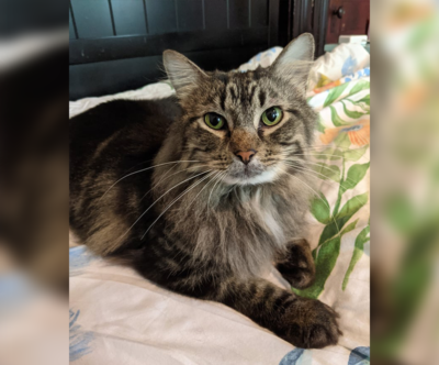 Rally Cat: How an Ordinary Kitten Became a Baseball Legend