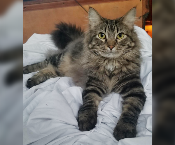 Rally Cat: How an Ordinary Kitten Became a Baseball Legend