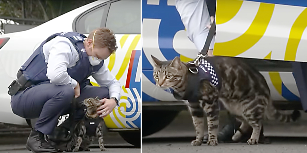 Crime-Fighting Cat Arnold Joins Police Force Secret Cat Division