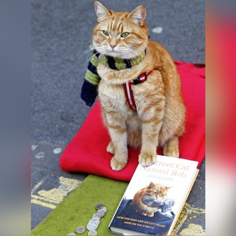 Celebrating Bob, The Beloved Street Cat Who Saved His Owner's Life