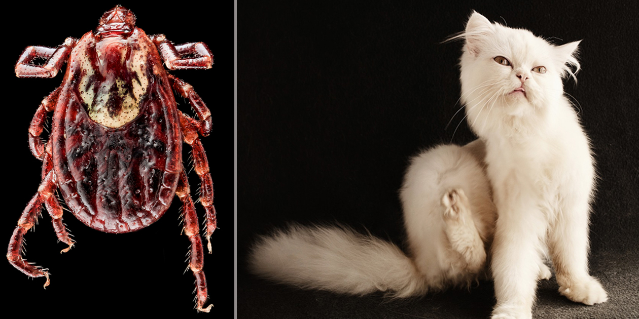 What You Don't Know About Ticks Could Harm Your Cat