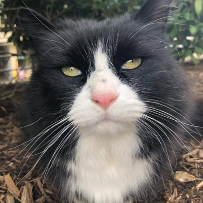 The Wonk Cat: Beloved Feral Feline at American University Goes Missing