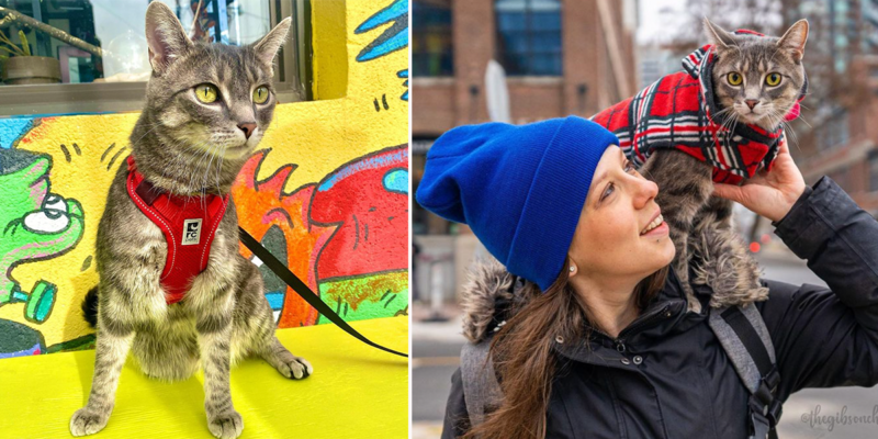 Gibson The City Kitty And His Ameowzing Adventures