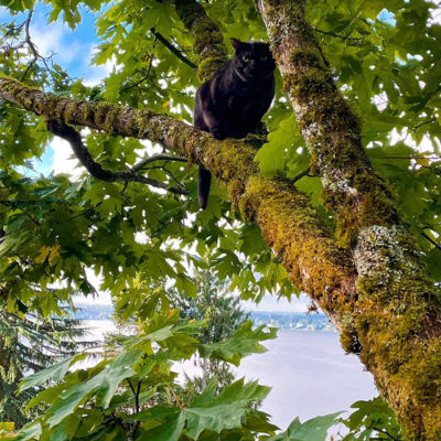 Canopy Cat Rescue Saves Cats from Incredible Heights in the Treetops