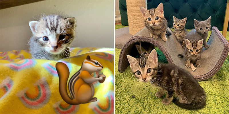 Adorable Kittens Dubbed the Chipmunk Litter Find Forever Homes