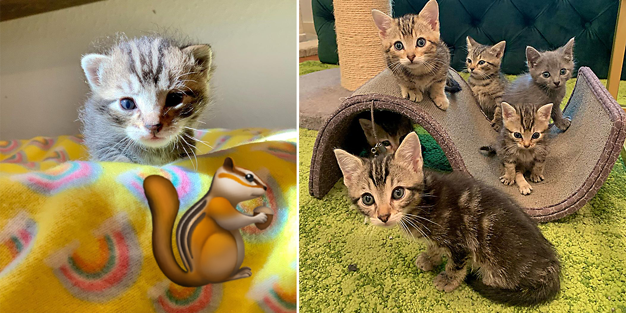 Adorable Kittens Dubbed the Chipmunk Litter Find Forever Homes