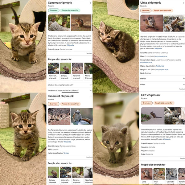 Adorable Kittens Dubbed the Chipmunk Litter Find Forever Homes