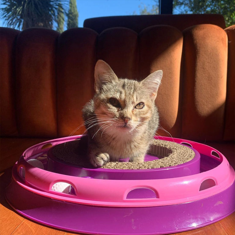 Adorable Kittens Dubbed the Chipmunk Litter Find Forever Homes