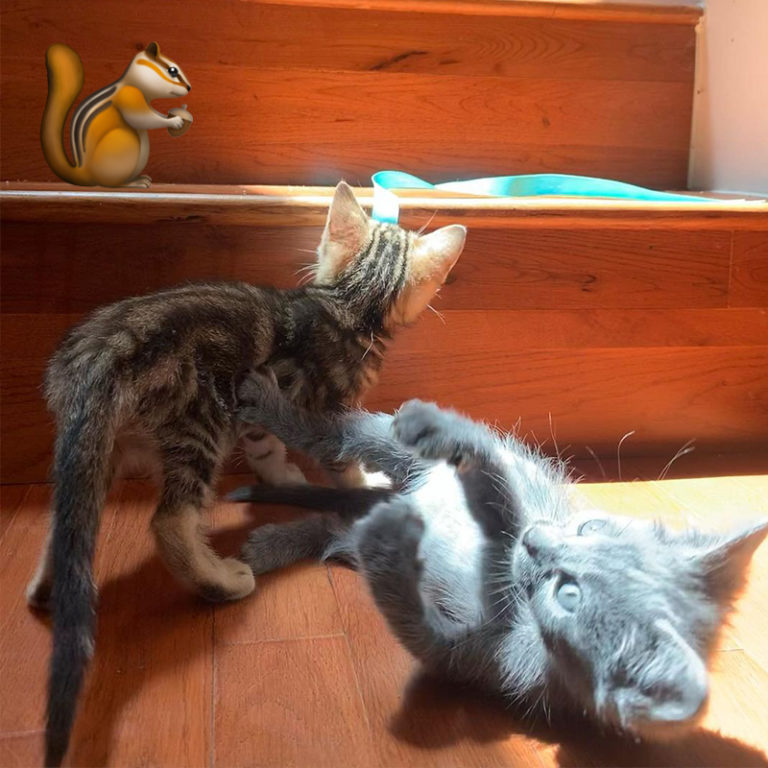 Adorable Kittens Dubbed the Chipmunk Litter Find Forever Homes