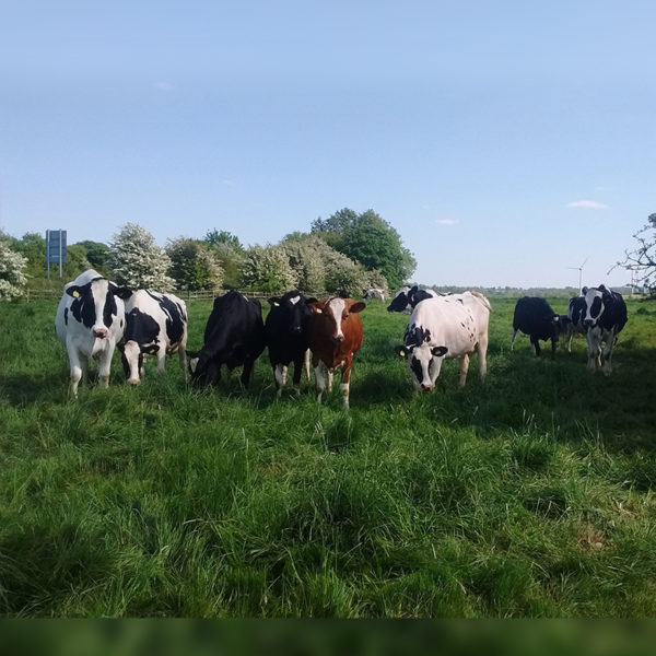 Daisy Doesn't Like People or Cats but she LOVES Dairy Cows