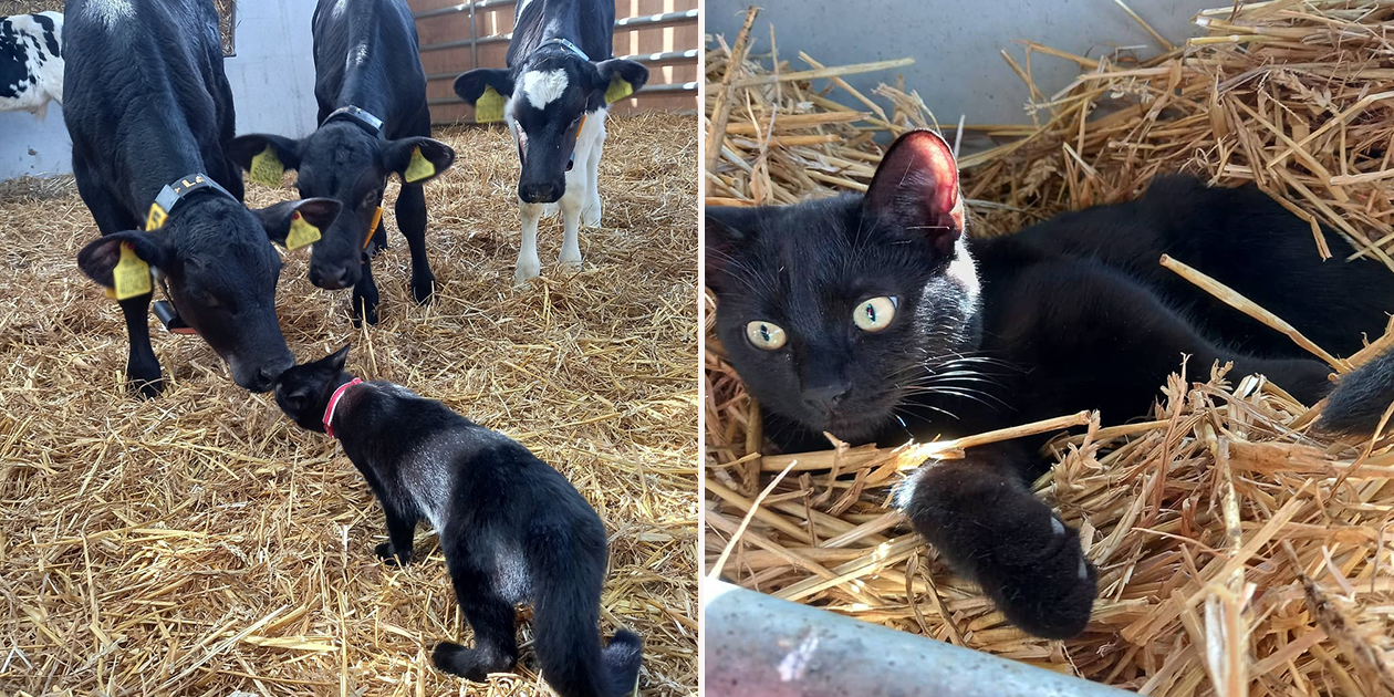 Daisy Doesn't Like People or Cats but she LOVES Dairy Cows