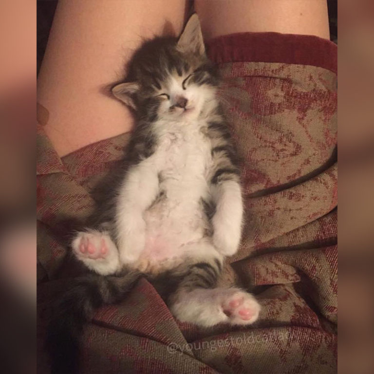 Seven Halloween Kittens Create Magic and Mischief in Foster Care