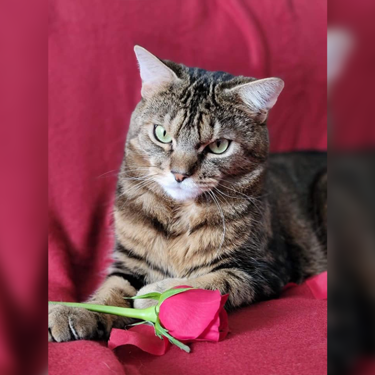 A Few of Our Favorite Grumpy Cats and Kittens