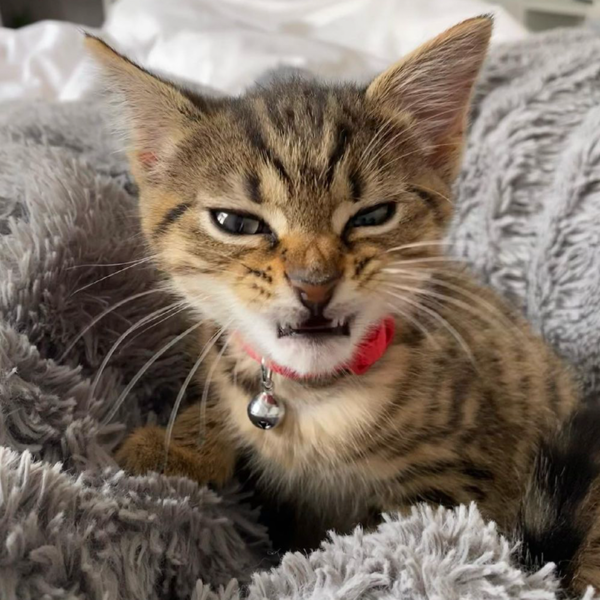 A Few of Our Favorite Grumpy Cats and Kittens