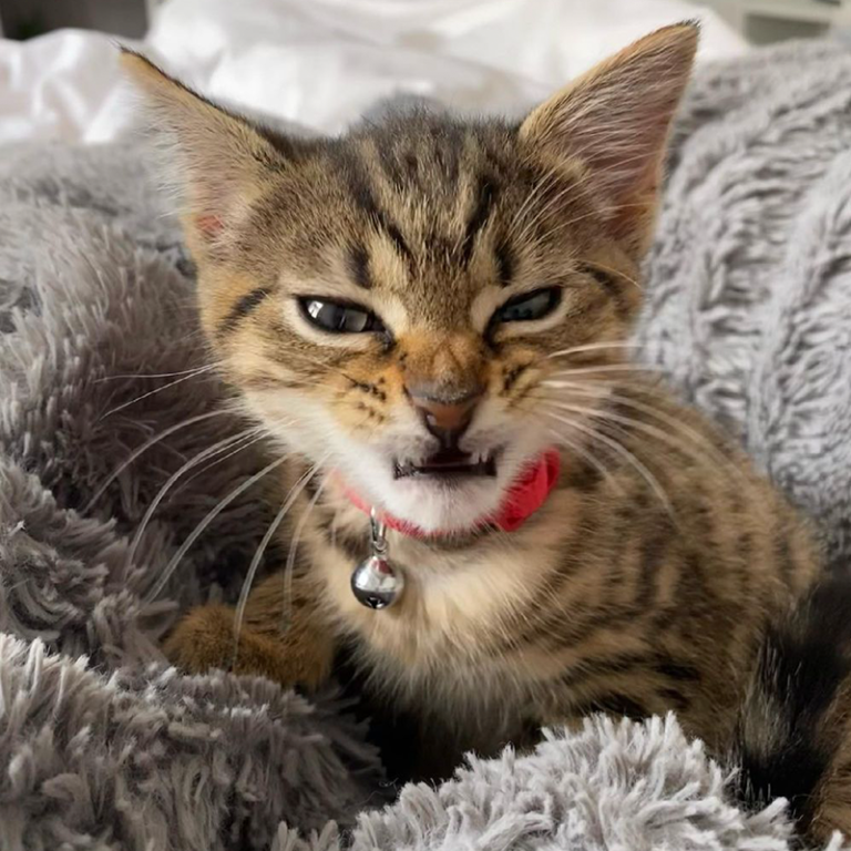 A Few of Our Favorite Grumpy Cats and Kittens