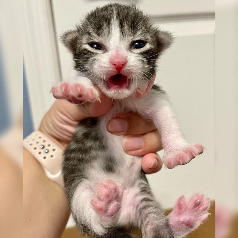 A Few of Our Favorite Grumpy Cats and Kittens