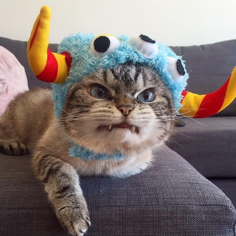 A Few of Our Favorite Grumpy Cats and Kittens