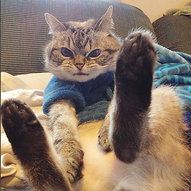 A Few of Our Favorite Grumpy Cats and Kittens