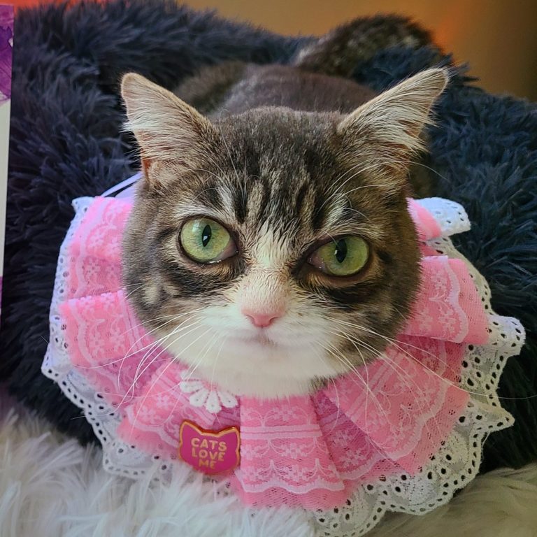 A Few of Our Favorite Grumpy Cats and Kittens