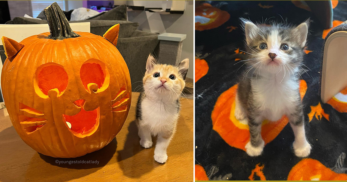 Seven Halloween Kittens Create Magic and Mischief in Foster Care