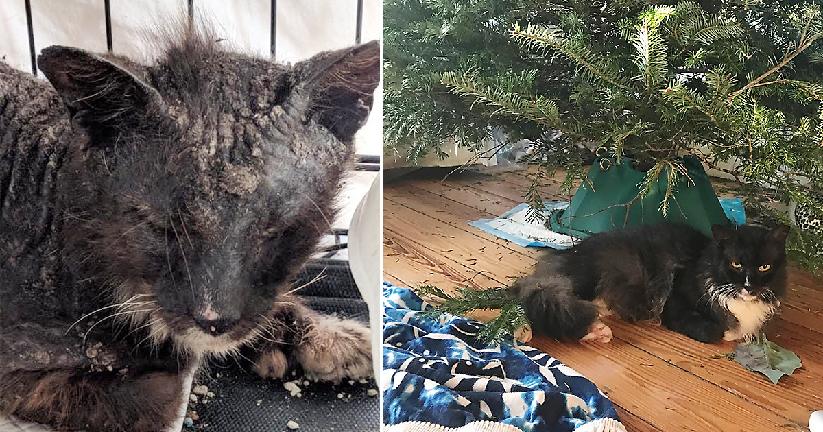 Feral Cat Hank Makes Dramatic Transformation Thanks to Volunteers