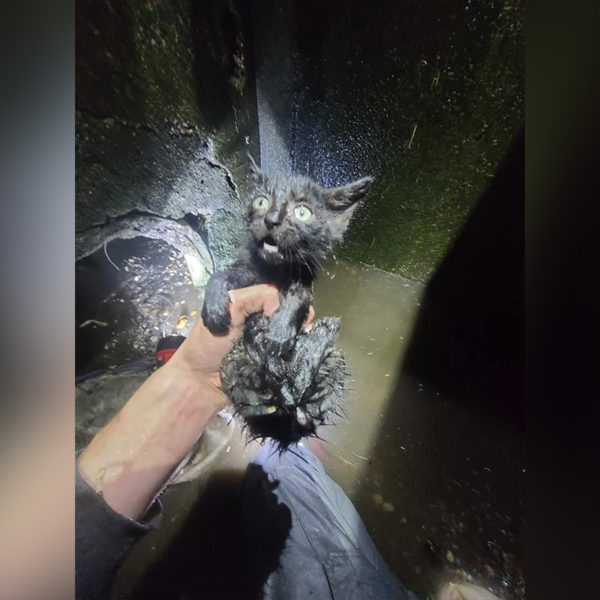 Rescuers Save Henrietta as Sewer Filled with Stormwater