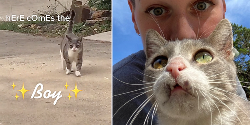 Here Comes The Boy: Viral TikTok Cat Becomes a Phenomenon