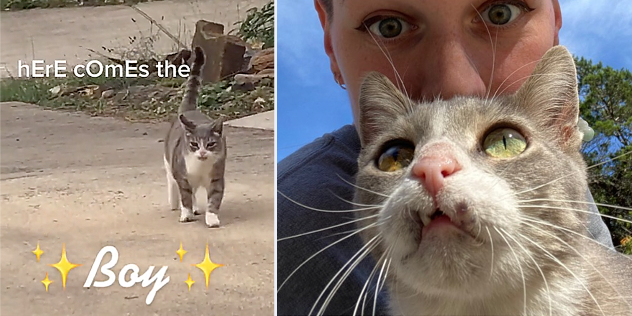 Here Comes The Boy: Viral TikTok Cat Becomes a Phenomenon