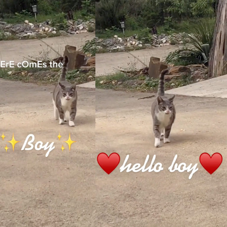 Here Comes The Boy: Viral TikTok Cat Becomes a Phenomenon