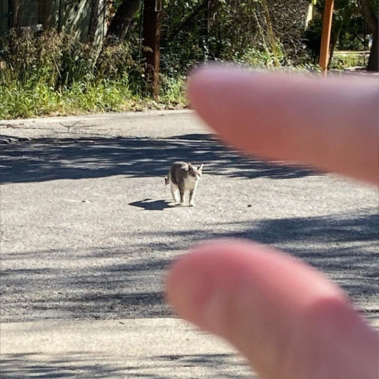 Here Comes The Boy: Viral TikTok Cat Becomes a Phenomenon