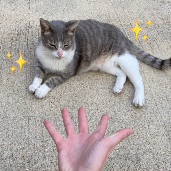 Here Comes The Boy: Viral TikTok Cat Becomes a Phenomenon