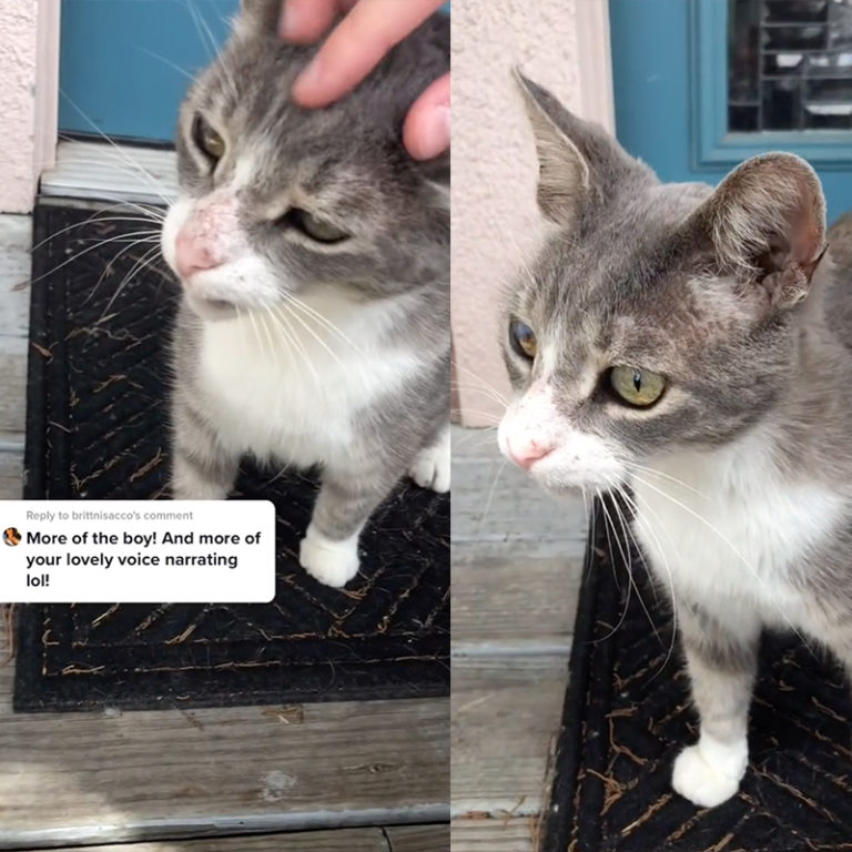 Here Comes The Boy: Viral TikTok Cat Becomes a Phenomenon