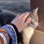 Here Comes The Boy: Viral TikTok Cat Becomes a Phenomenon