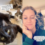 Kit the Cat Catapults 'Non-Cat Person' into Blissful Motherhood
