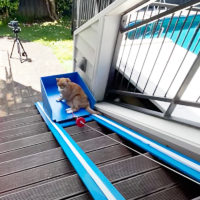 YouTuber Liam Thompson Creates Elevator for 20-Year-Old Cat Frodo