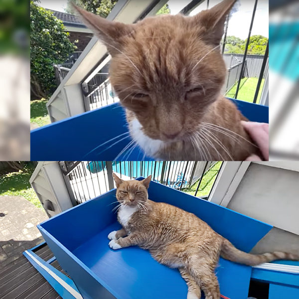 YouTuber Liam Thompson Creates Elevator for 20-Year-Old Cat Frodo