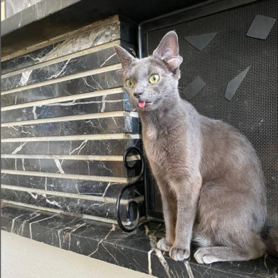 Midas X-24, the Kitty With Four Functional Ears and a White Heart