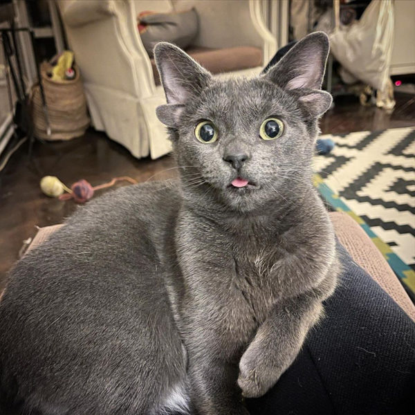 Midas X-24, the Kitty With Four Functional Ears and a White Heart