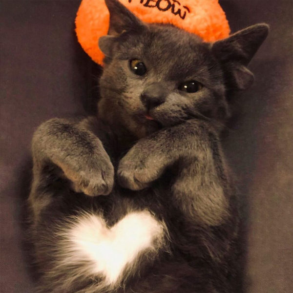 Midas X-24, the Kitty With Four Functional Ears and a White Heart